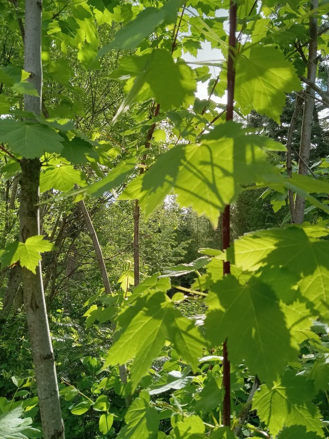 Sun Filtered Thru Maple Leaves Stock Photo - Image of leaves, filtered ...