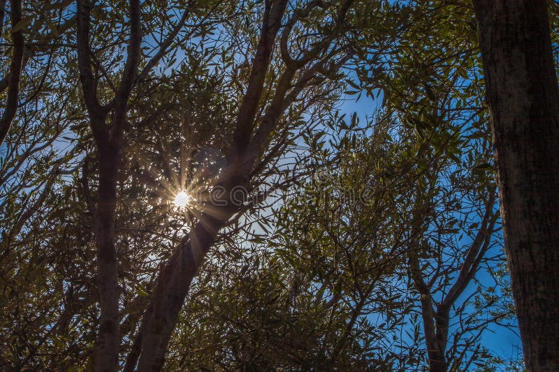 Sun Filtering through the Tree Tops Stock Image - Image of green, fresh ...