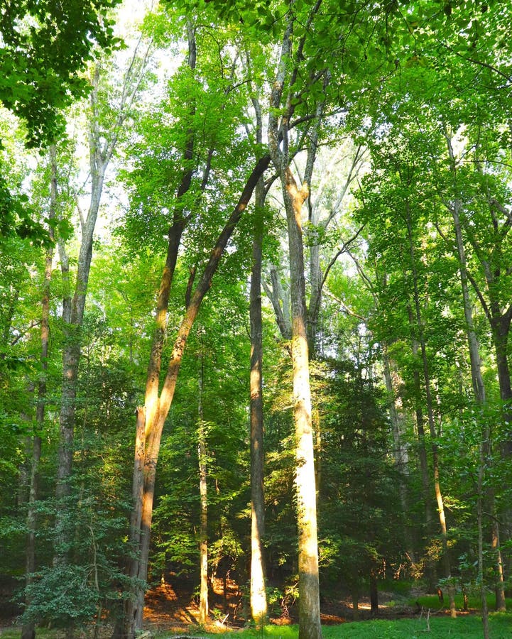 Sun Filters through the Trees in this Forest Scene Stock Image - Image ...