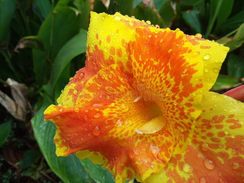 Sun Fire Flower stock image. Image of fire, orange, starburst - 129579973