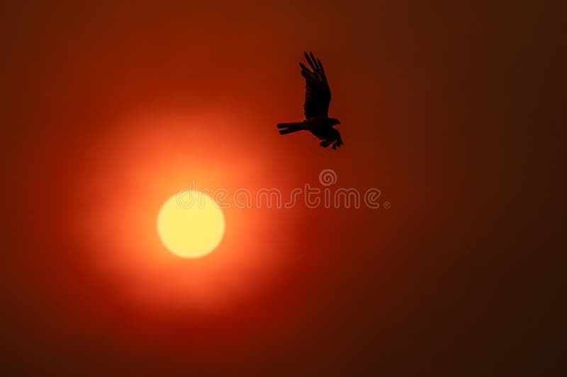 Sun Fire Whit Bird Silhouette Stock Image - Image of bird, solar: 313170139