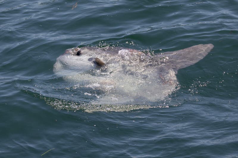 Sun Fish Soaking in Sun on Surface of Ocean Stock Image - Image of ...