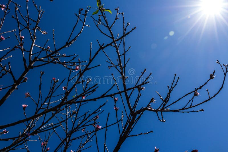 Sun flare day light stock image. Image of flare, branch - 241688487