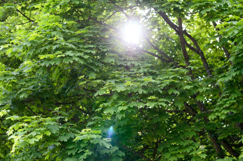 Sun Flare through Leafy Green Spring Trees Stock Photo - Image of green ...
