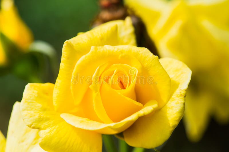 Sun Flare Rose or Violet Rose in Garden Stock Photo - Image of petals ...