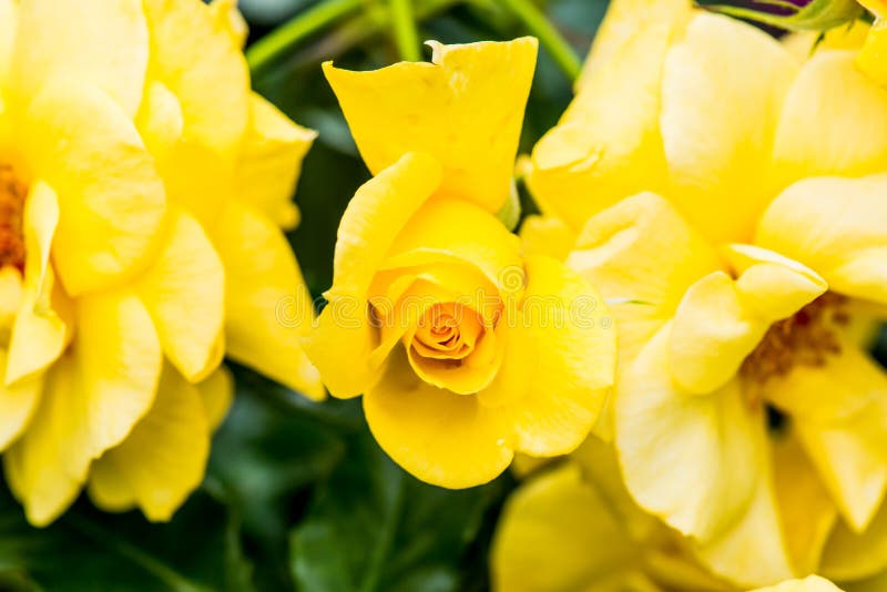 Sun Flare Rose or Yellow Rose in Garden Stock Photo - Image of leaves ...