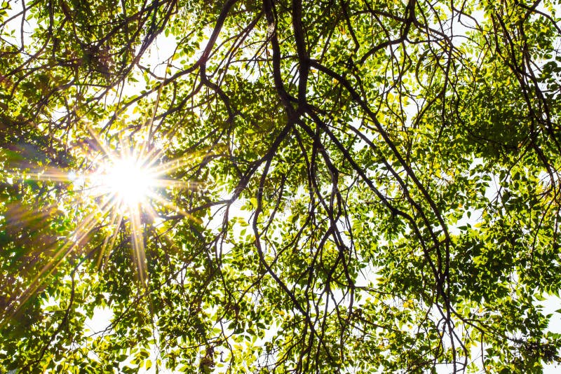 Sun Flare Though Fresh Leaves in Bright Spring Time Stock Photo - Image ...
