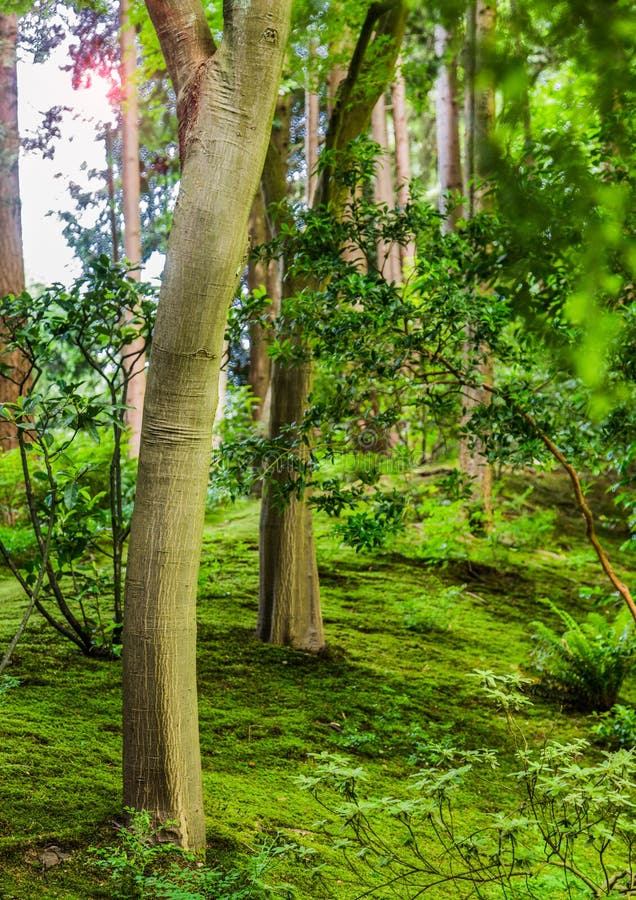 Sun Flare through Young Trees Stock Photo - Image of flare, natural ...