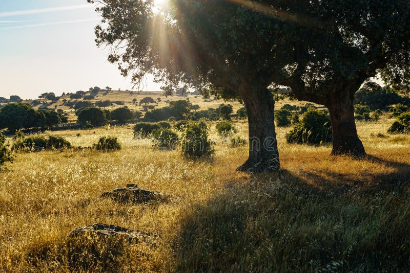 Sun Flashes Behind an Oak Tree in the Pasture of the Field. Stock Image ...