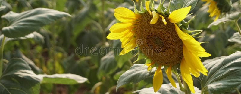 Sun flour stock image. Image of flower, flour, high - 113128281
