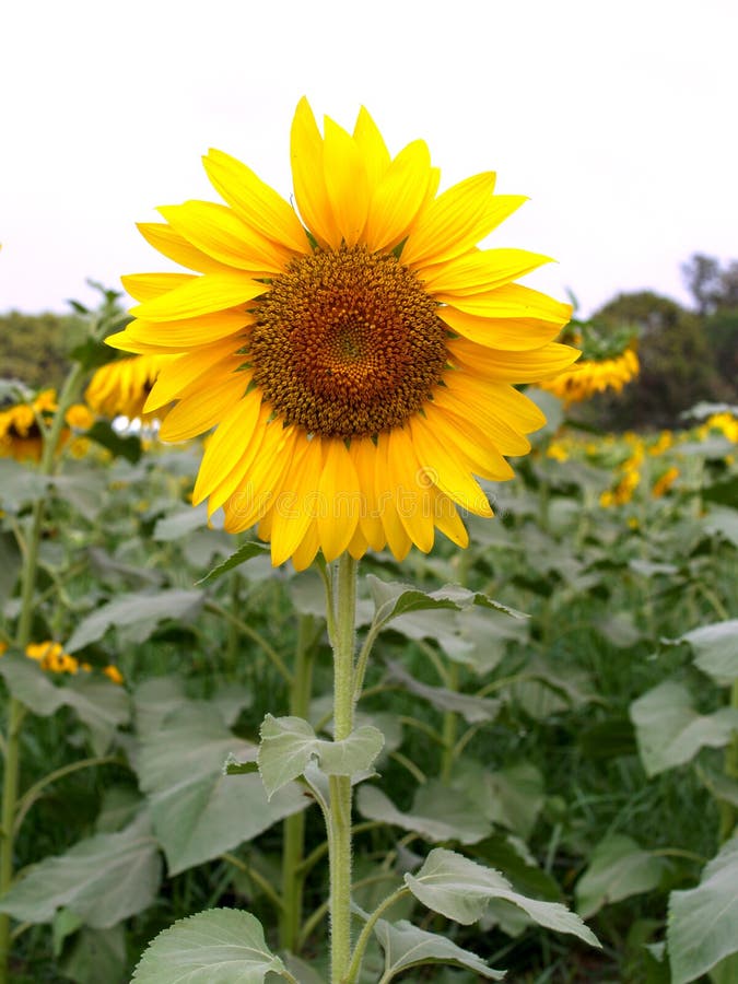 Sun Flower 04 stock image. Image of closeup, sunflower - 2190163
