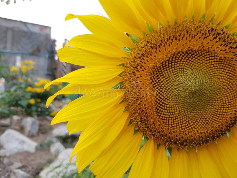 Big Sun flower stock photo. Image of yellow, flower - 171510590
