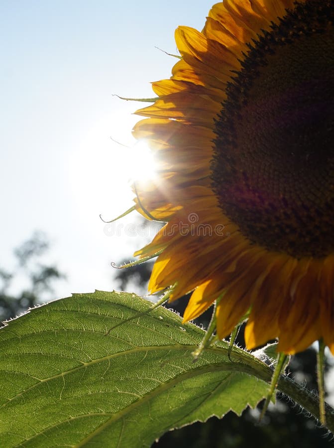 Sun flower stock image. Image of flower, wild, trees - 43430505