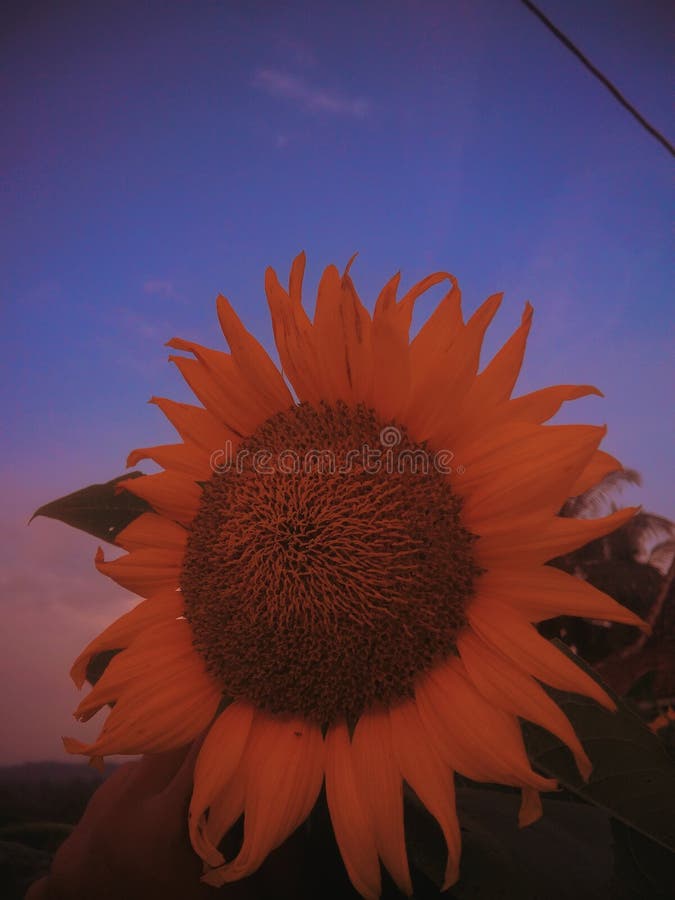 Sun Flower in the Afternoon after Rainy Stock Image - Image of weekend ...