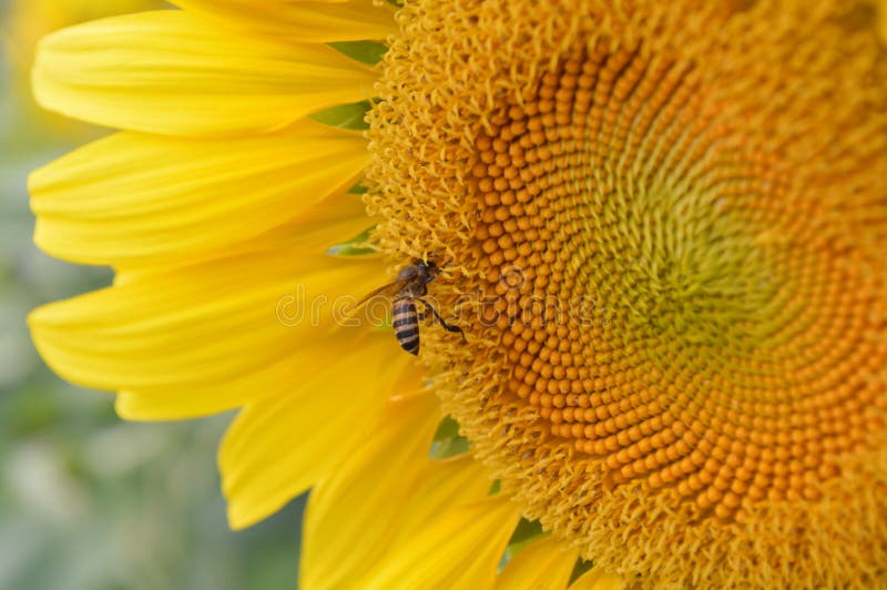 Sun flower and bee stock image. Image of yellow, light - 36755165