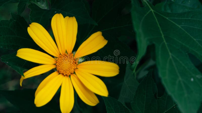 Sun flower bloom stock photo. Image of herb, flower - 228999476