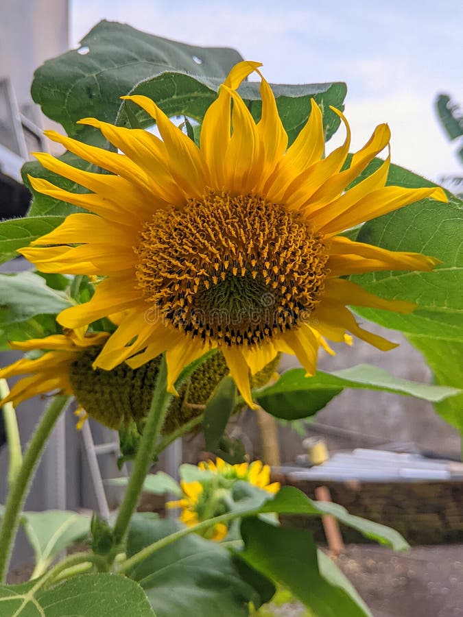 Sun Flower Bloom at the Garden Stock Image - Image of vector ...