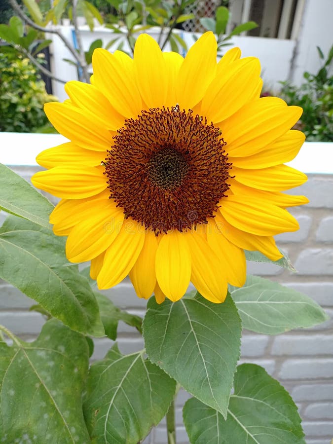 Sun flower in bloom phase stock image. Image of phase - 272720197