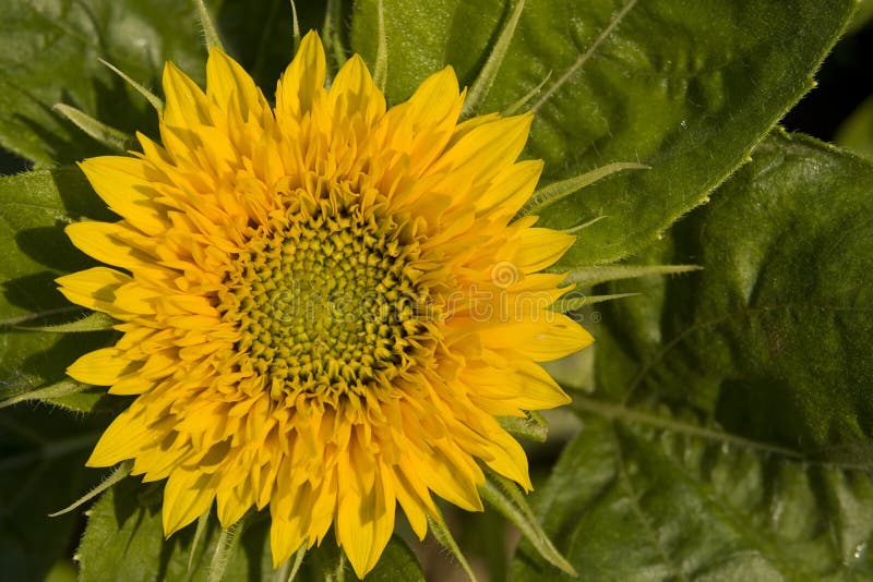 Sun flower blooms stock photo. Image of country, flora - 16452342