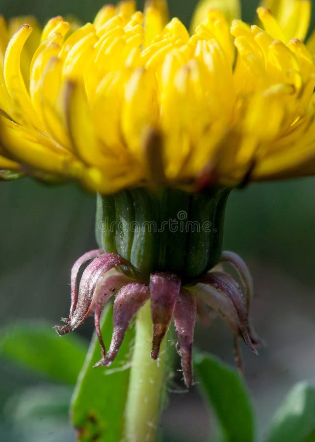 Sun flower stock image. Image of salad, light, love, photosynthesis ...