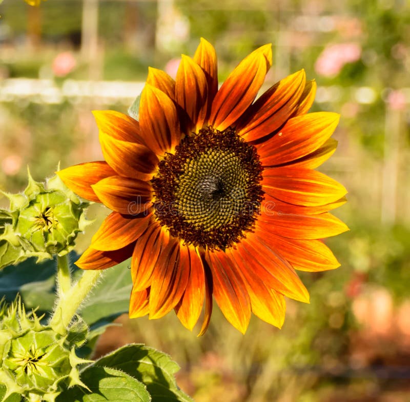 Sun flower stock image. Image of beautiful, country, botanical - 98415335