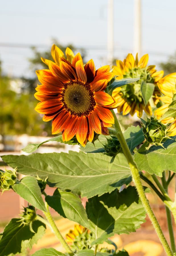 Sun flower stock photo. Image of growth, culture, blooming - 98415390