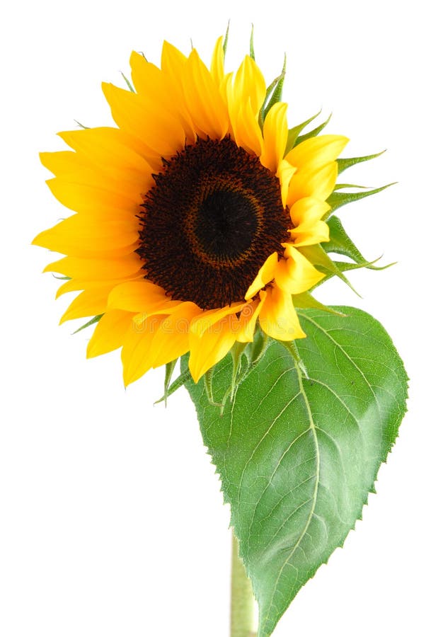 Sun Flower Collection stock photo. Image of gift, plant - 2426882