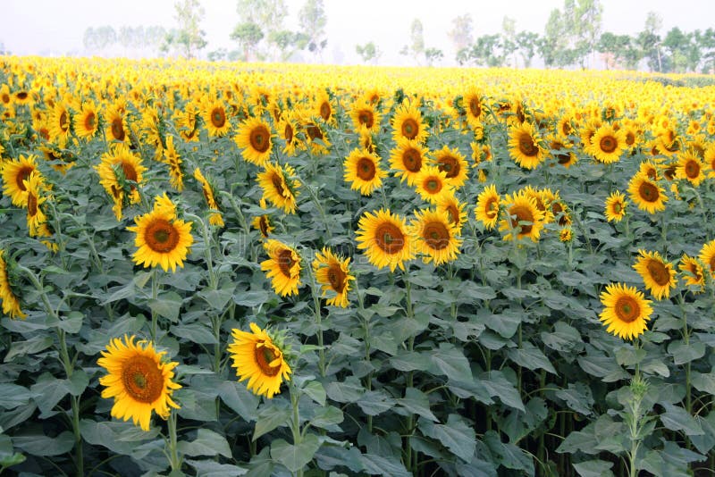 Sun Flower Cultivation, North India Stock Photo - Image of fresh ...