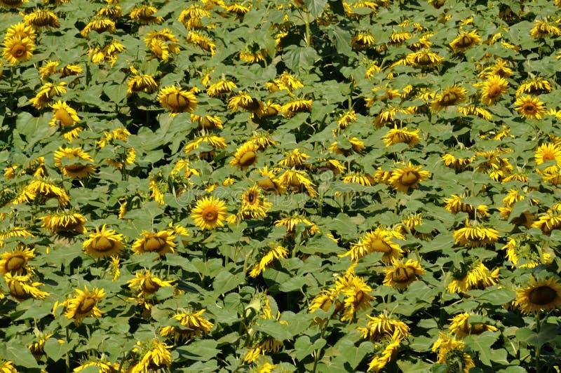Sun flower field stock image. Image of nature, sunflower - 327277717