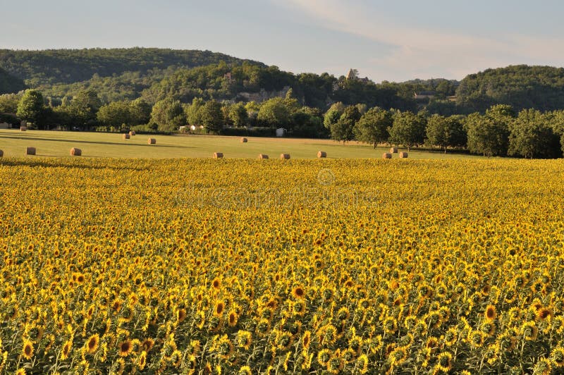 Sun flower field stock image. Image of summer, plant - 138539669