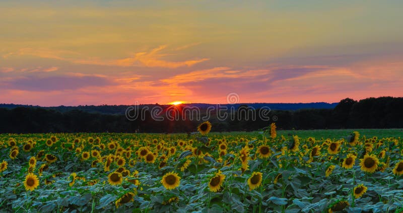 Sun Flower Fields at Sunset Stock Image - Image of dramatic, blossom ...
