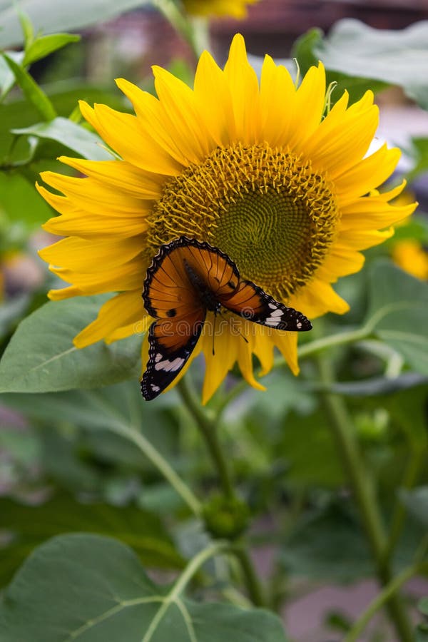 Sun flower with firefly stock photo. Image of firefl - 191658652