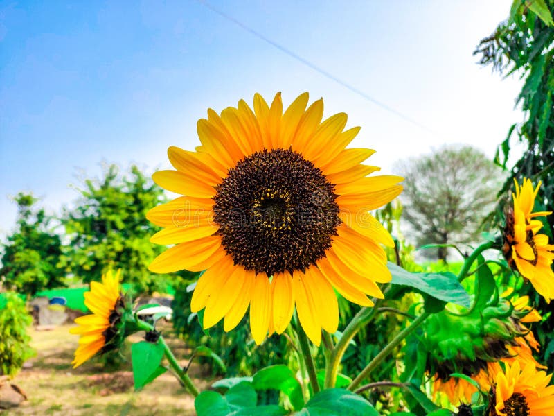 Sun Flower Looking Beautiful Stock Image - Image of flower, alooking ...