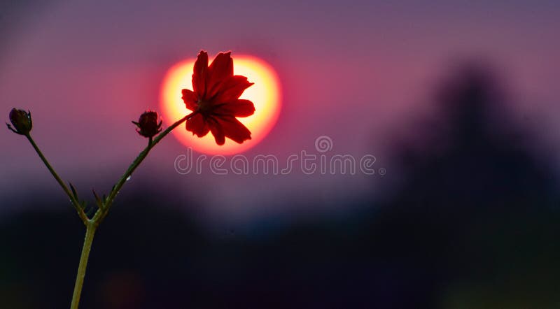 Sun Flower Meanis that Sun Just Wait for the Flower Look Stock Image ...