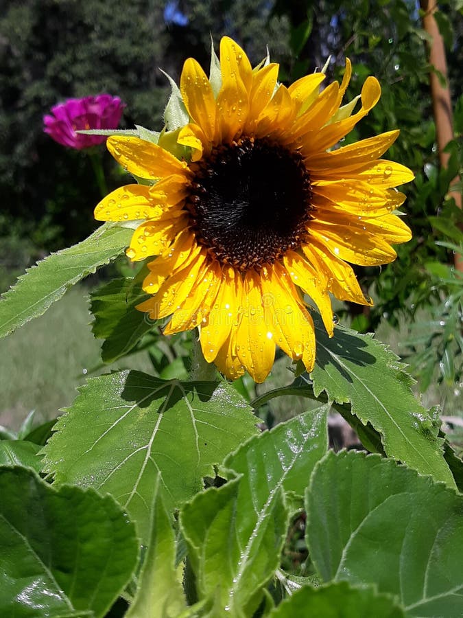 Sun flower morning stock image. Image of autumn, nature - 187917555
