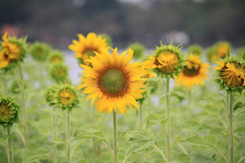 Sun Flower in the Nature Park Stock Photo - Image of nature, flower ...