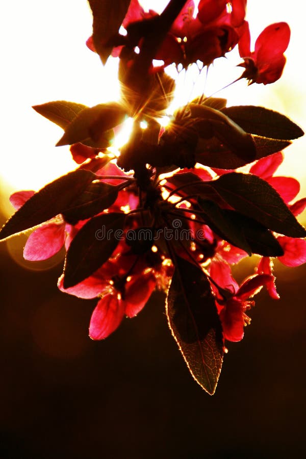 Sun flower stock photo. Image of sunset, flower, botanical - 40107338