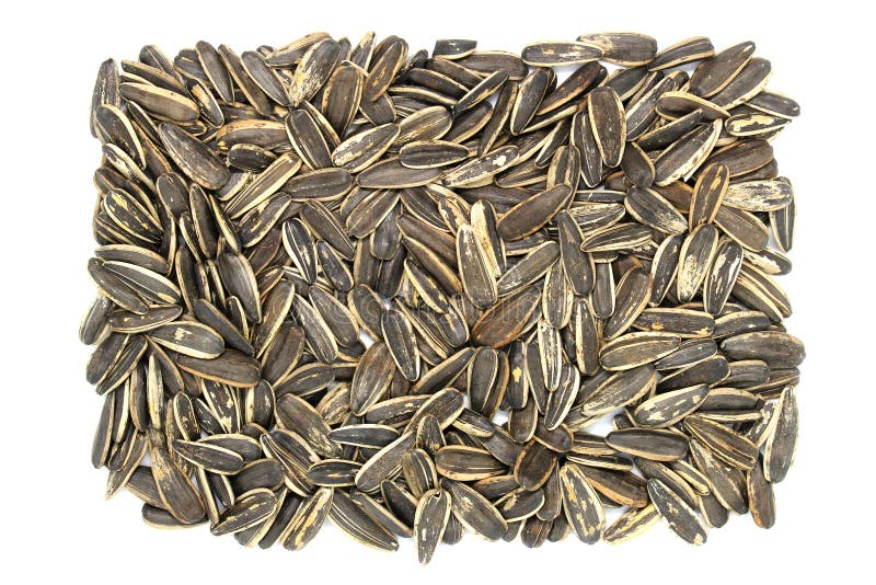 Sun Flower Seed Isolated on White Background Stock Image - Image of ...
