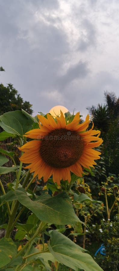 A Sun Flower Still Shines in the Afternoon Stock Image - Image of cloud ...