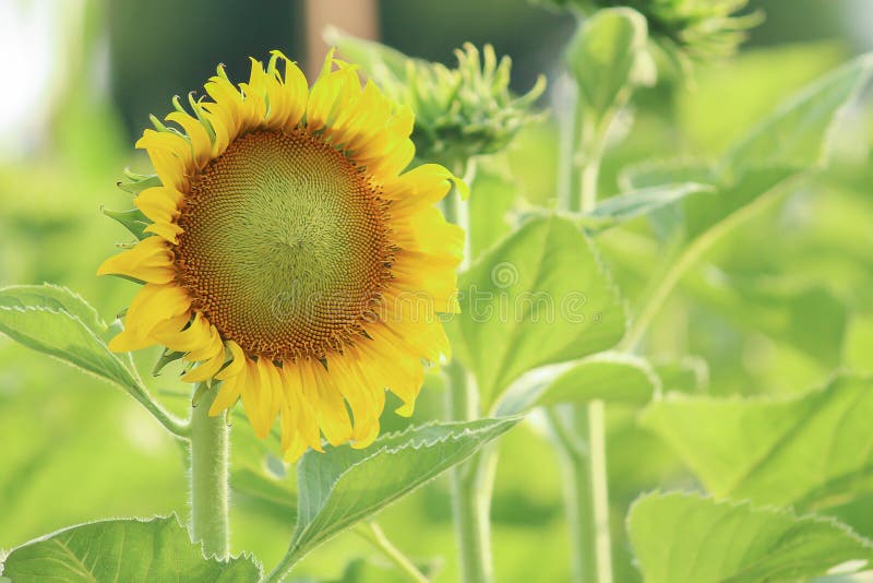 Sun flower stock image. Image of plant, petal, blue, flowers - 72102205