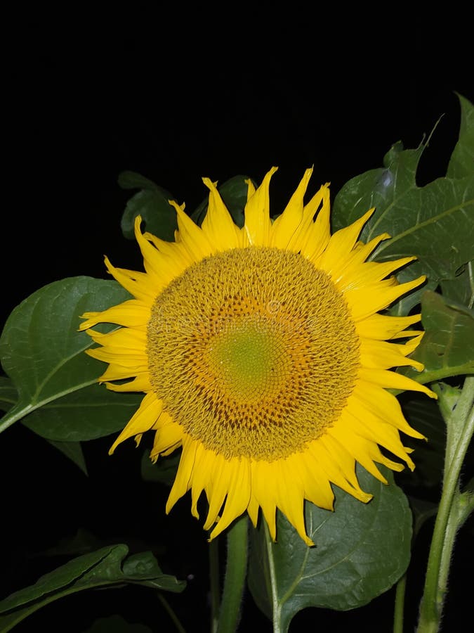 Sun flower verry beautiful stock image. Image of green - 229838297