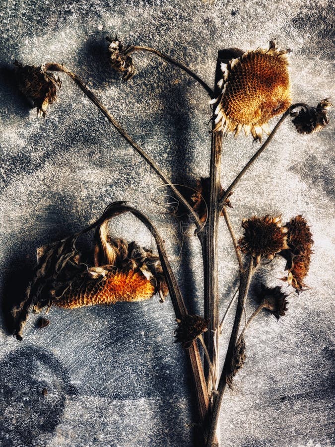 Sun flower in winter stock image. Image of animal, yellow - 339792671