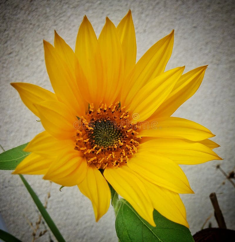 Sun Flower Yellow Seed Plant Stock Image - Image of yellow, plant ...