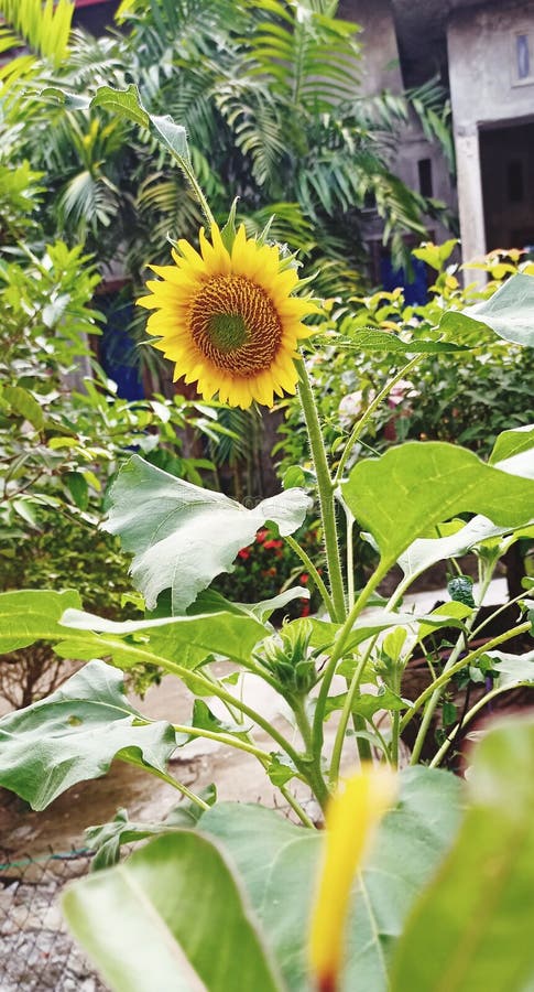 Sun flowers cute stock image. Image of flower, food - 259105407