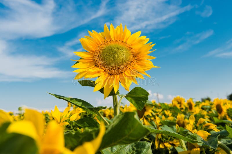 Sun flowers field stock image. Image of floral, details - 44208731