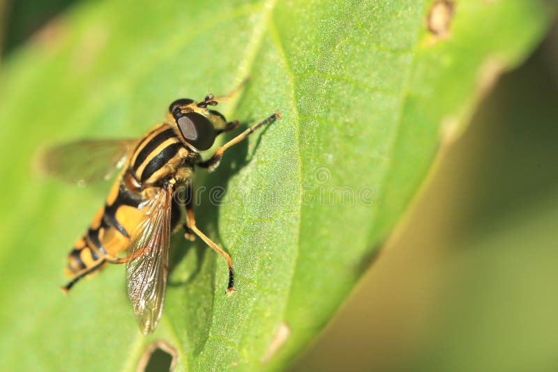 Sun fly in autumn stock photo. Image of helophilus, insect - 231741144