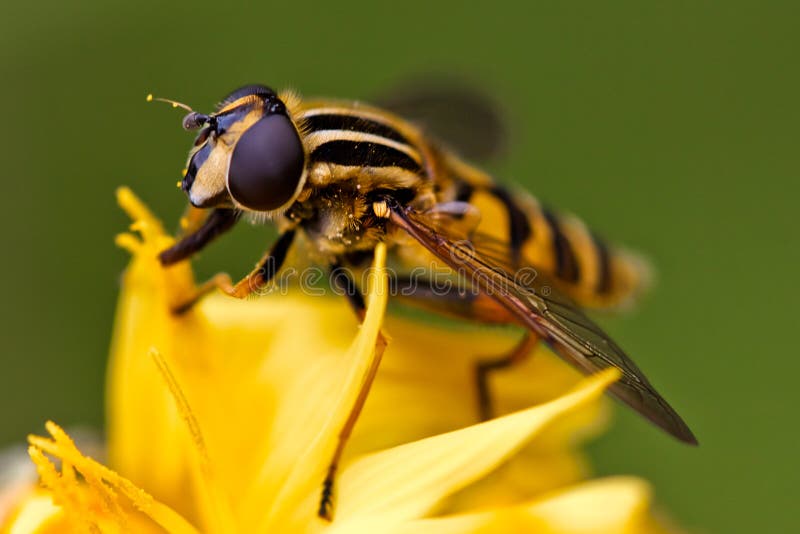 Hoverfly Or Sunfly - Helophilus Pendulus Stock Image - Image of nature ...