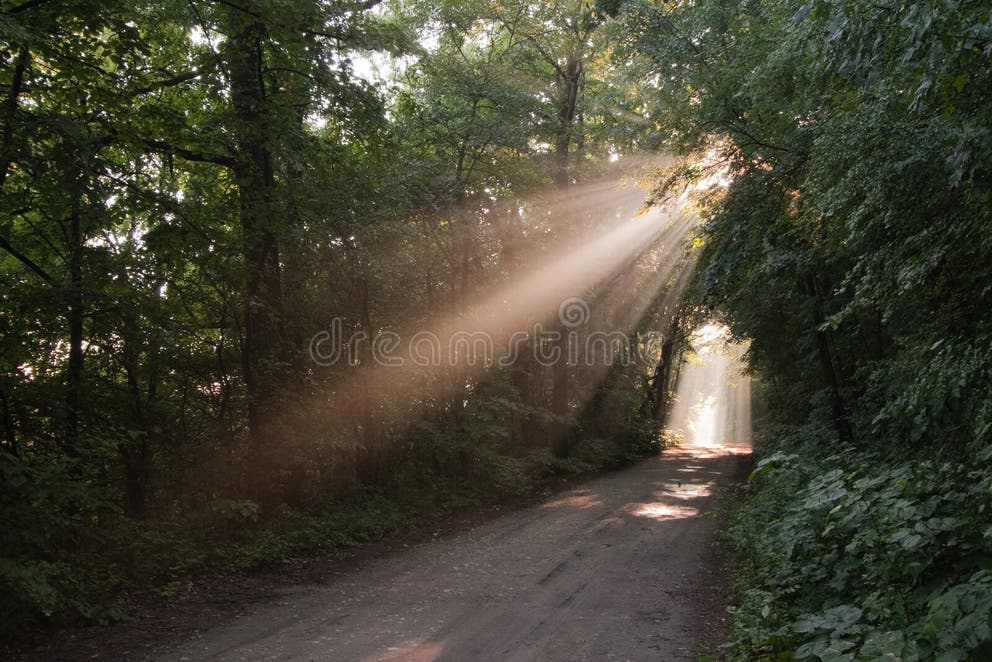 Sun fog in forest stock image. Image of countryside, country - 13838715