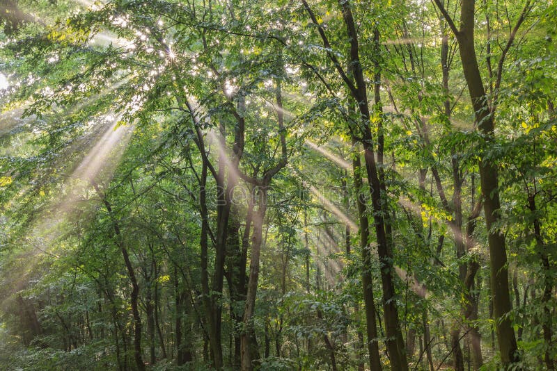 Sun fog in forest stock photo. Image of trees, nature - 39987958