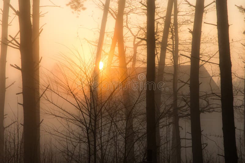 Sun and fog in the forest stock image. Image of radius - 242821065